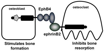 Eph Receptors and Ephrin Signaling Pathways: A Role in Bone Homeostasis