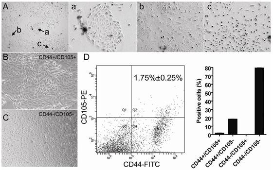 CD44+/CD105+ Human Amniotic Fluid Mesenchymal Stem Cells Survive and ...