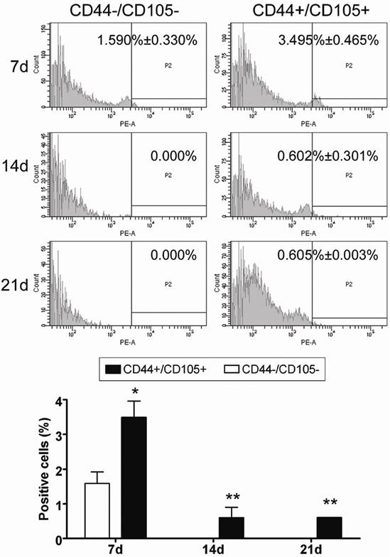 CD44+/CD105+ Human Amniotic Fluid Mesenchymal Stem Cells Survive and ...