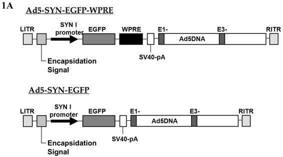 Adenoviral and Adeno-Associated Viral Vectors-Mediated Neuronal Gene ...
