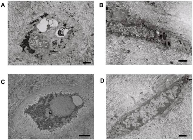 Insights into the Hallmarks of Human Nucleus Pulposus Cells with ...