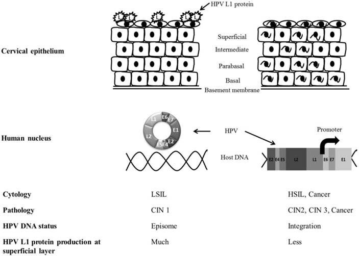 Clinicopathological Implications of Human Papilloma Virus (HPV) L1 ...