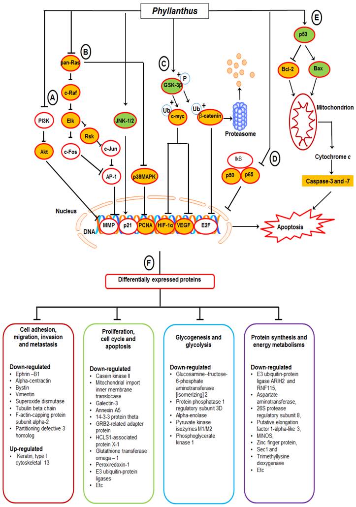 Inhibition of MAPKs, Myc/Max, NFκB, and Hypoxia Pathways by Phyllanthus ...