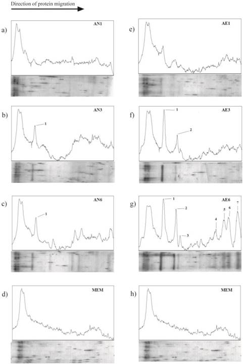 In vitro Protease Inhibition and Cytotoxicity of Aspergillus fumigatus ...