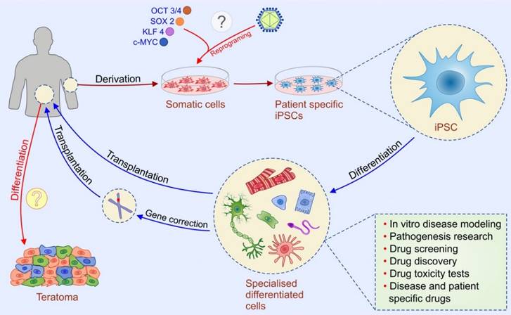 Ethical and Safety Issues of Stem Cell-Based Therapy