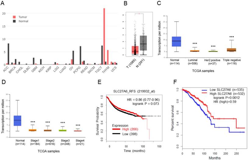 New Insight on Solute Carrier Family 27 Member 6 (SLC27A6) in Tumoral ...