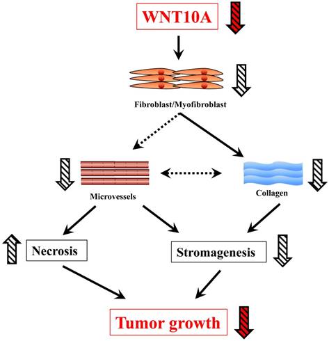 Depletion of WNT10A Prevents Tumor Growth by Suppressing Microvessels ...