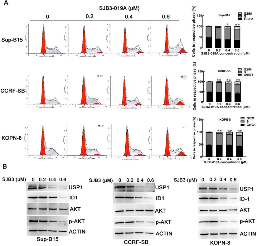 Inhibition Of Usp1 Induces Apoptosis Via Id1 Akt Pathway In B Cell
