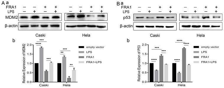 Lipopolysaccharide Affects the Proliferation and Glucose Metabolism of ...