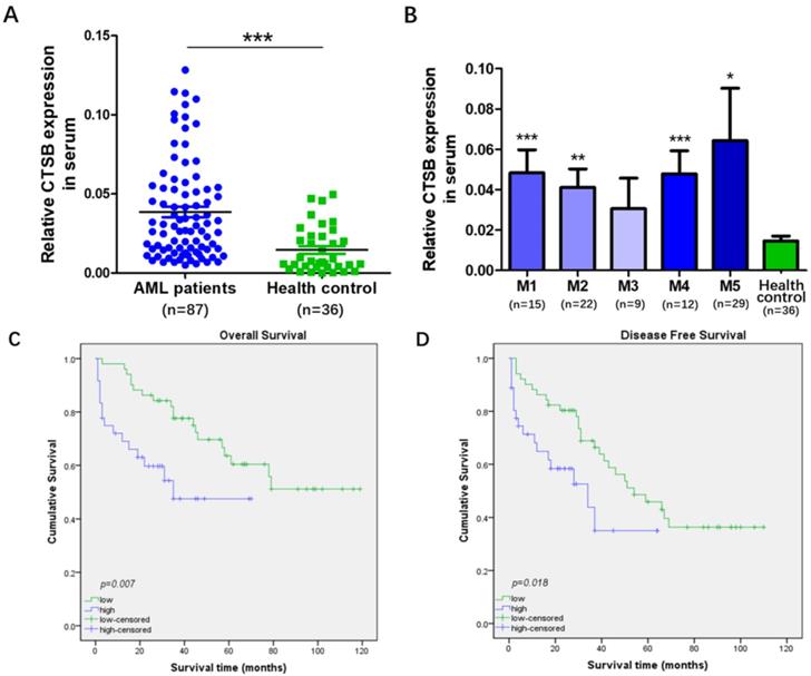 CTSB Knockdown Inhibits Proliferation and Tumorigenesis in HL-60 Cells