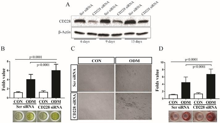 The Role of Melanotransferrin (CD228) in the regulation of the ...