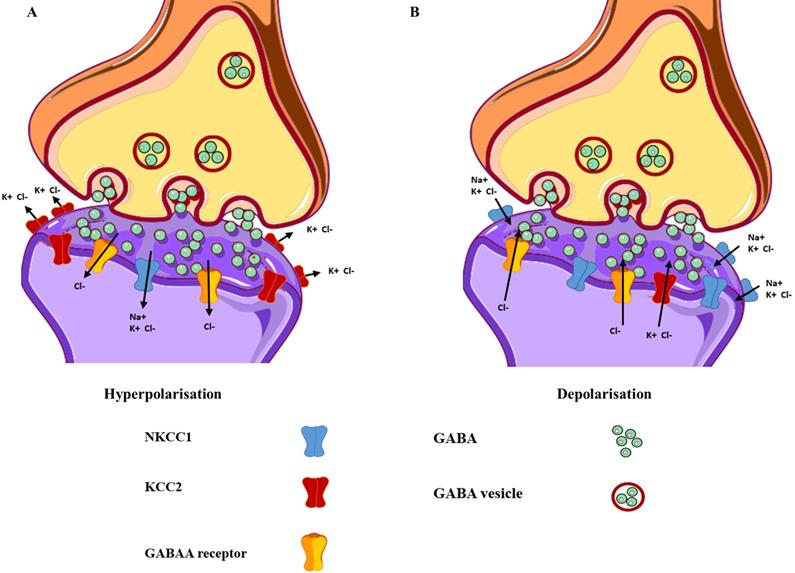The Emerging Roles of π Subunit-Containing GABAA Receptors in Different ...