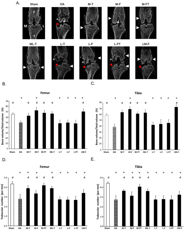 Pathological, Morphometric and Correlation Analysis of the Modified ...