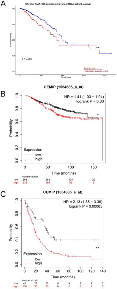 CEMIP as a potential biomarker and therapeutic target for breast cancer ...