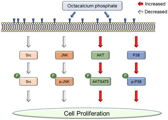 Multiple proliferation signaling pathways are modulated by octacalcium ...