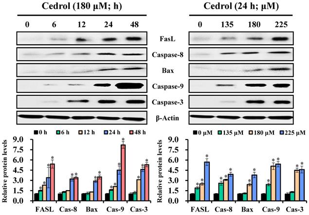 Cedrol restricts the growth of colorectal cancer in vitro and in vivo ...
