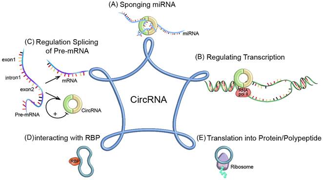 CircRNAs in hepatocellular carcinoma: characteristic, functions and ...