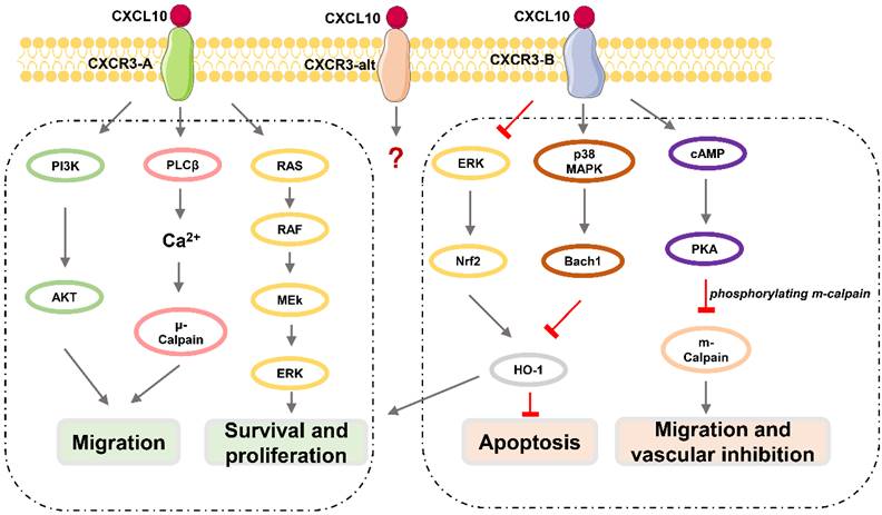 Role of CXCL10 in Spinal Cord Injury