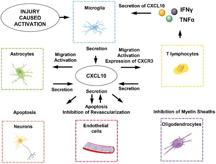 Role of CXCL10 in Spinal Cord Injury