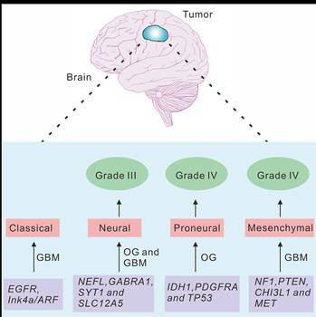 Current understanding of gliomagenesis: from model to mechanism