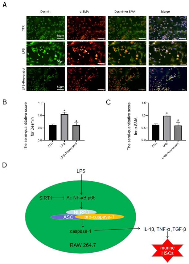 Activating SIRT1 deacetylates NF-κB p65 to alleviate liver inflammation ...
