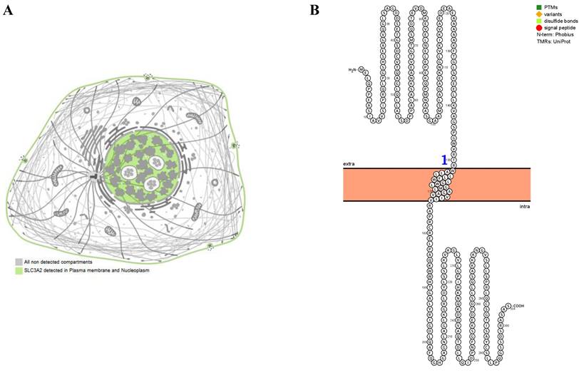 Integrated analysis of FKBP1A/SLC3A2 axis in everolimus inducing ...