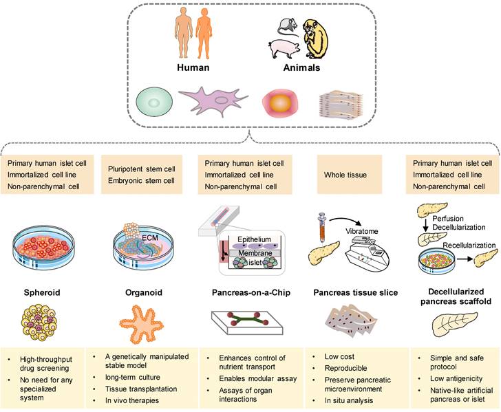 Preclinical models for Type 1 Diabetes Mellitus - A practical approach ...