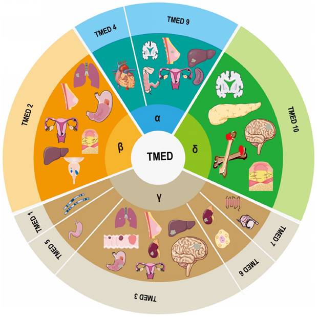 TMED family genes and their roles in human diseases