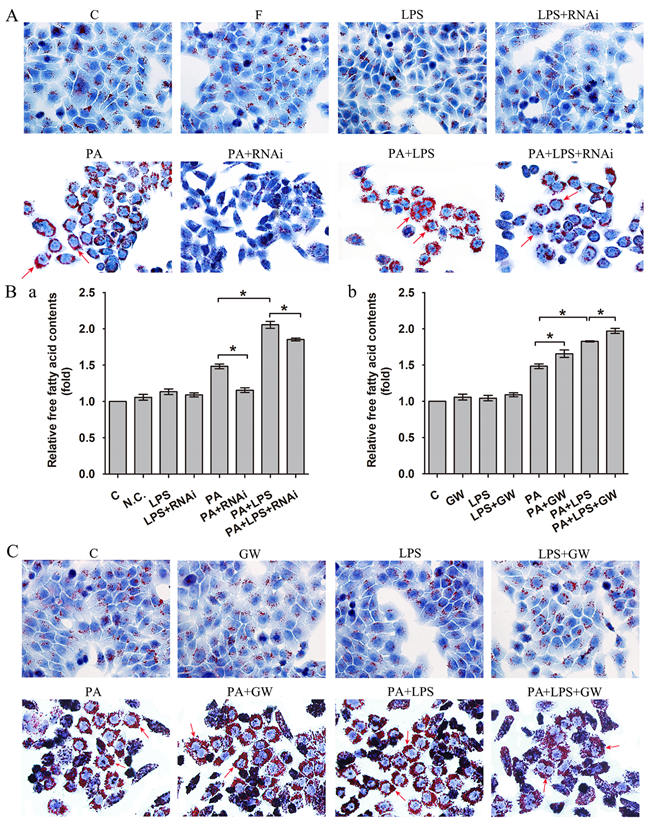 PPAR δ inhibition protects against palmitic acid-LPS induced lipidosis ...
