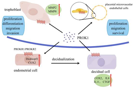 Novel Insights into Prokineticin 1 Role in Pregnancy-related Diseases