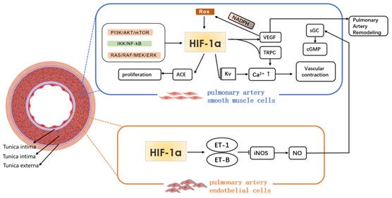 Expression and regulation of HIF-1a in hypoxic pulmonary hypertension ...