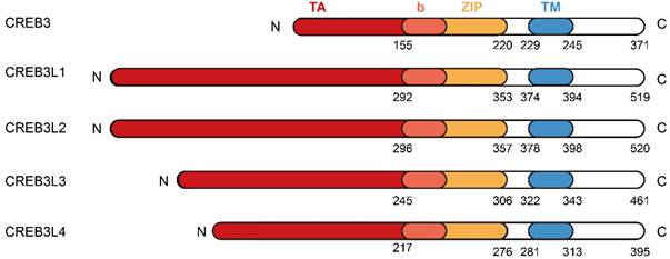The Regulatory Network of CREB3L1 and Its Roles in Physiological and ...