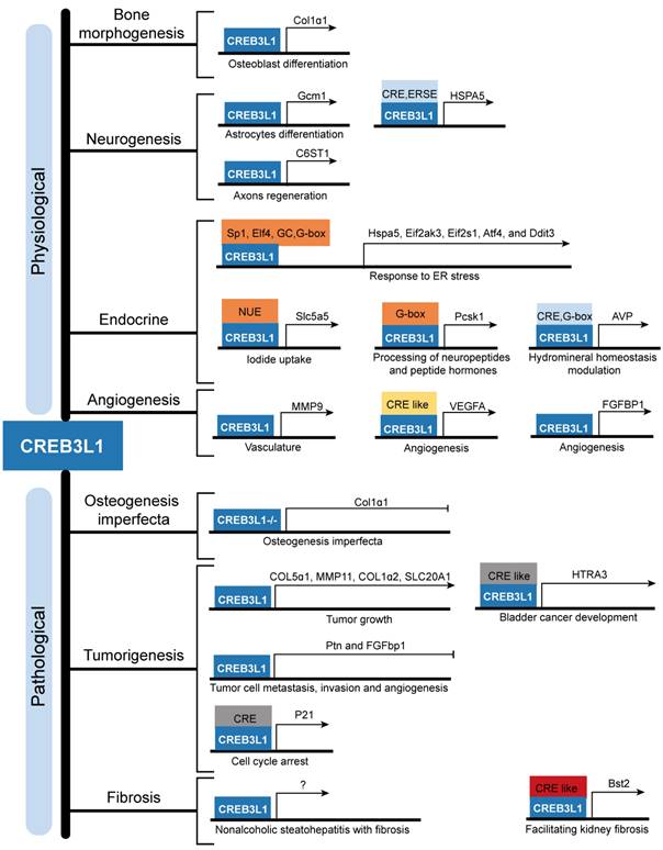 The Regulatory Network of CREB3L1 and Its Roles in Physiological and ...