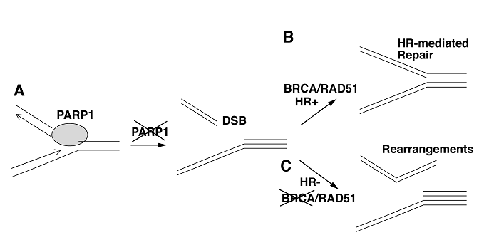 PARP-1 inhibitors: are they the long-sought genetically specific drugs ...
