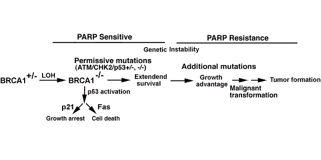 PARP-1 inhibitors: are they the long-sought genetically specific drugs ...