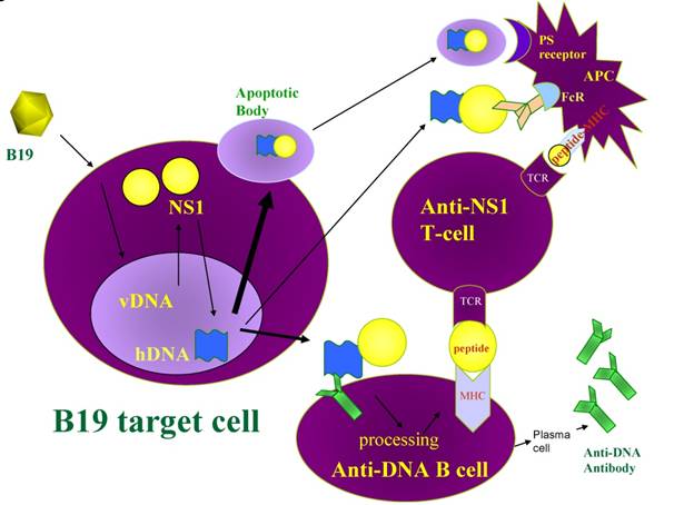 Parvovirus B19 Nonstructural Protein-Induced Damage of Cellular DNA and ...