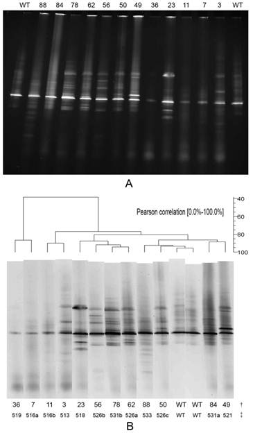 Rapid Detection of rpoB Mutations in Rifampin Resistant M. tuberculosis ...