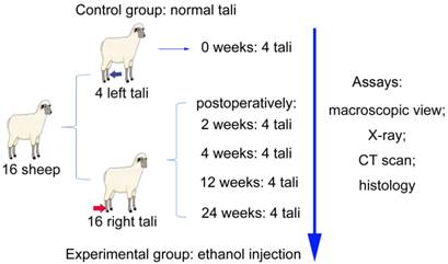 Development of a Clinically Relevant Animal Model for the Talar ...