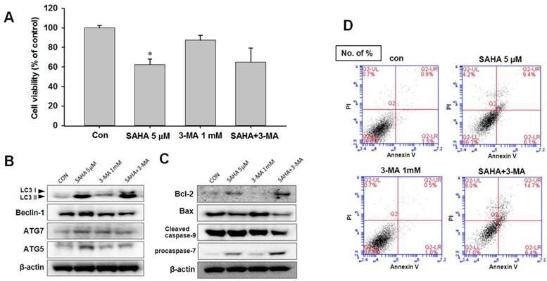 Molecular Mechanism of SAHA on Regulation of Autophagic Cell Death in ...