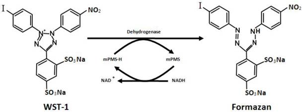 Long Term and Standard Incubations of WST-1 Reagent Reflect the Same ...