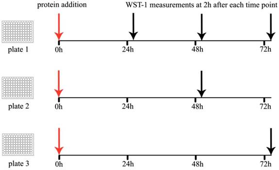 Long Term and Standard Incubations of WST-1 Reagent Reflect the Same ...