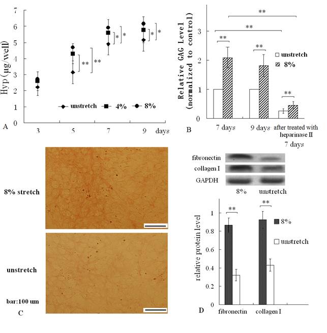 Extracellular Matrix of Mechanically Stretched Cardiac Fibroblasts ...