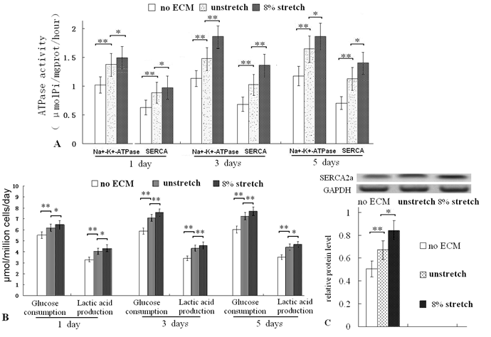 Extracellular Matrix of Mechanically Stretched Cardiac Fibroblasts ...