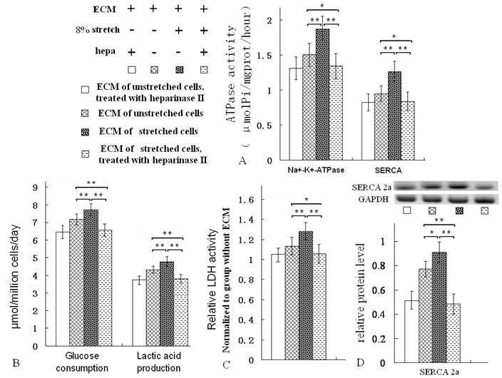 Extracellular Matrix of Mechanically Stretched Cardiac Fibroblasts ...