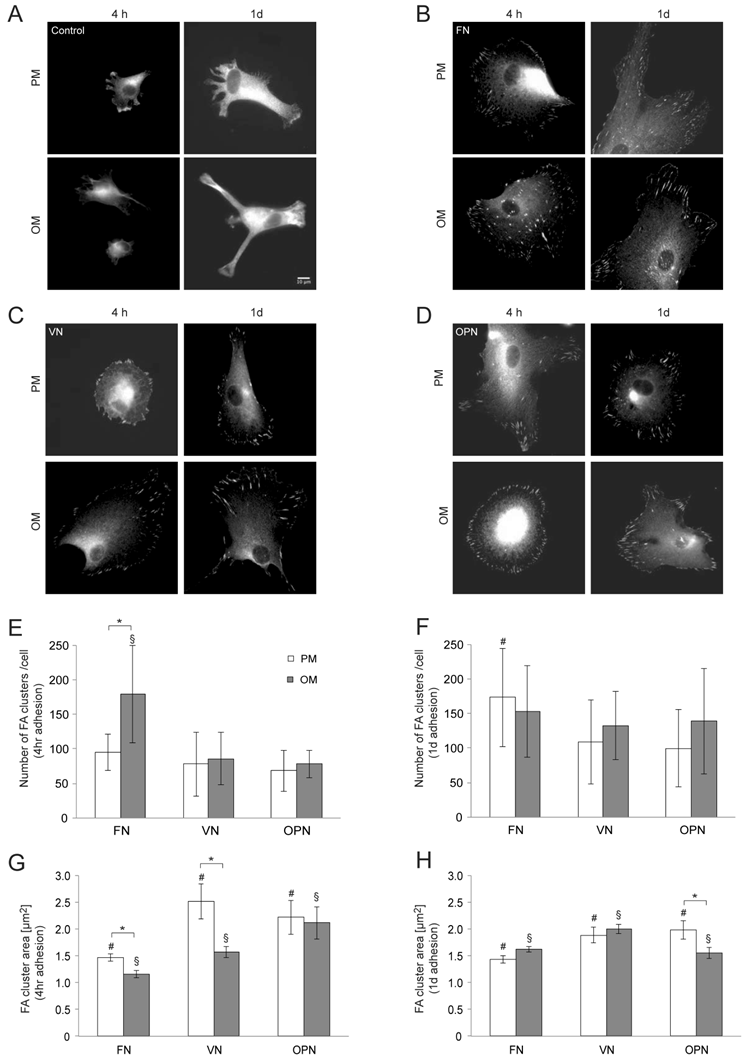 Distinct Effects of RGD-glycoproteins on Integrin-Mediated Adhesion and ...