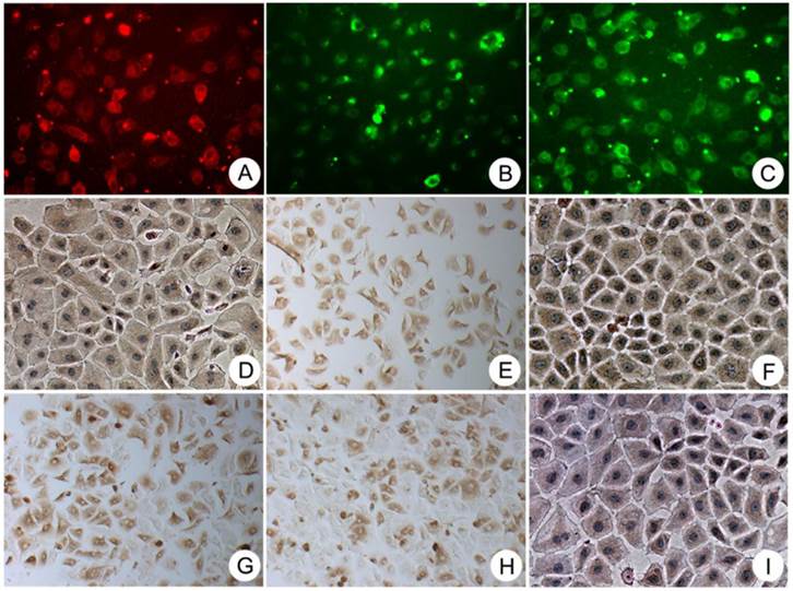 Human Hepatic Progenitor Cells Express Hematopoietic Cell Markers CD45 and CD109