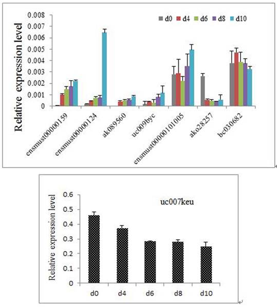 Differential Expression Profile of Long Non-coding RNAs during ...