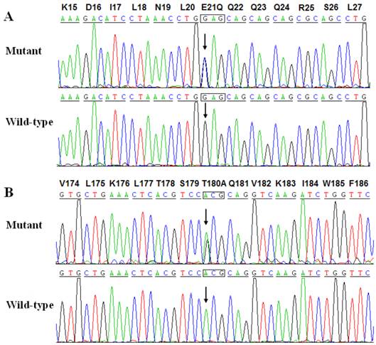 Mutational Spectrum of the NKX2-5 Gene in Patients with Lone Atrial ...