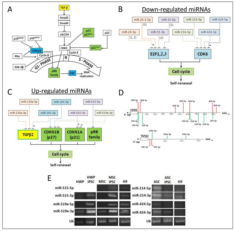 Frequent Co-Expression of miRNA-5p and -3p Species and Cross-Targeting ...
