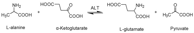 Alanine Aminotransferase-Old Biomarker and New Concept: A Review